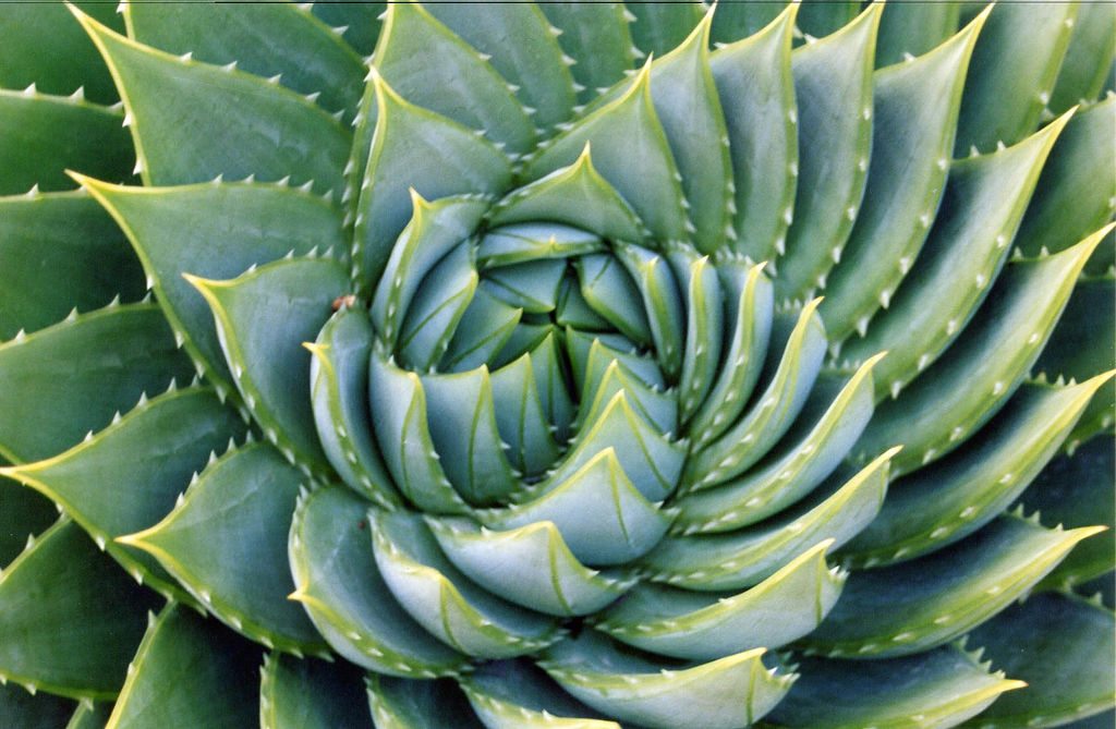 Fibonacci Spirals In Plants