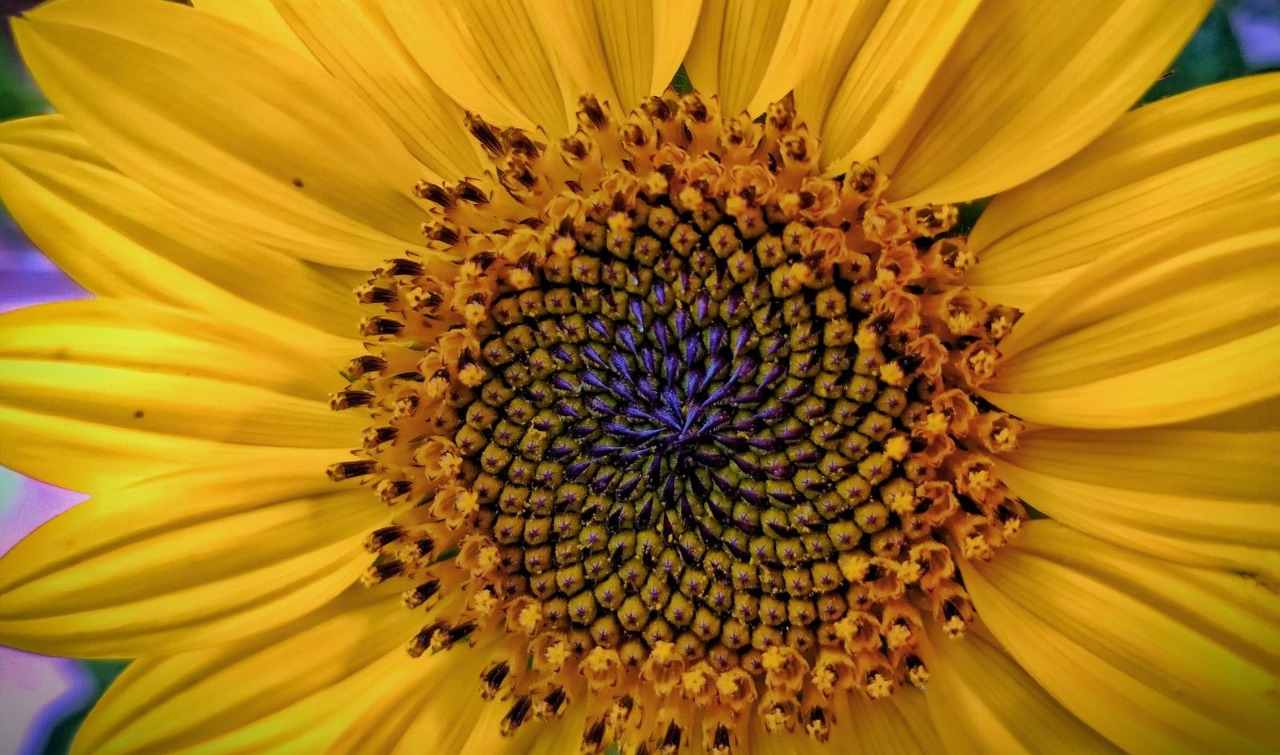Virahanka Numbers – Part II - Indica Today