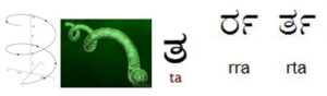 Spirals And Curves In The Paleographical Evolution Of Kannada Alphabets ...