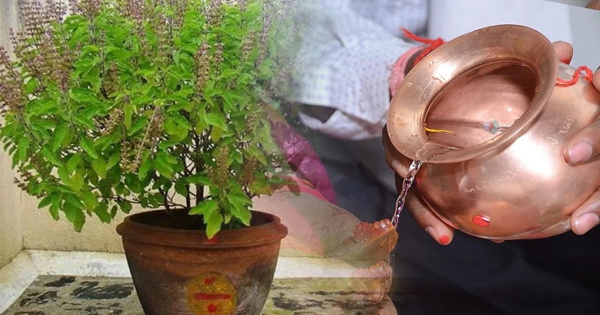 तुलसी की पूजा क्यों की जाती है और क्यों नहीं चबाना चाहिए तुलसी के पत्ते? - Indica Today
